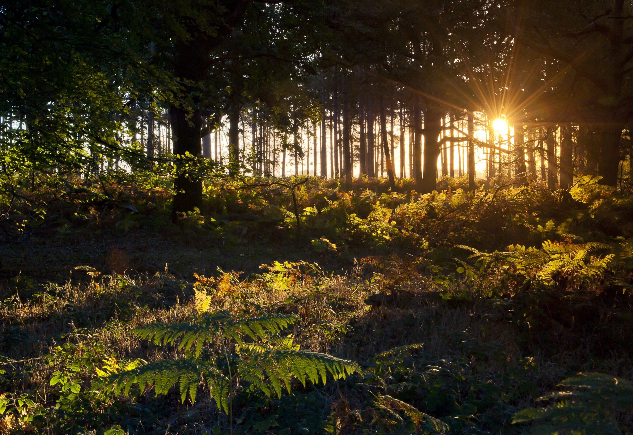 News & Events | Countrywide Park Homes & Luxury Lodges